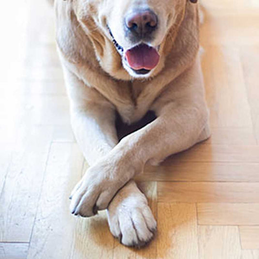 Dog Wrist Injuries: Sprains, Carpal Hyperextension Treatment Guide ...