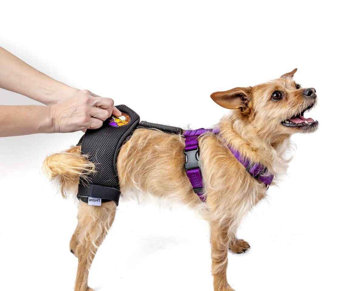 Dog Hip Brace - Hip Hound Brace for Canine Comfort and Support – Ortho Dog