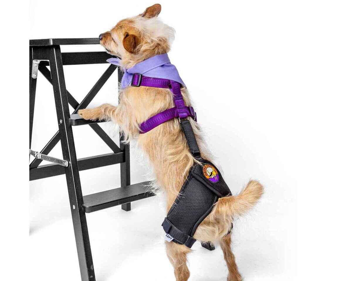 Dog Hip Brace - Hip Hound Brace for Canine Comfort and Support – Ortho Dog