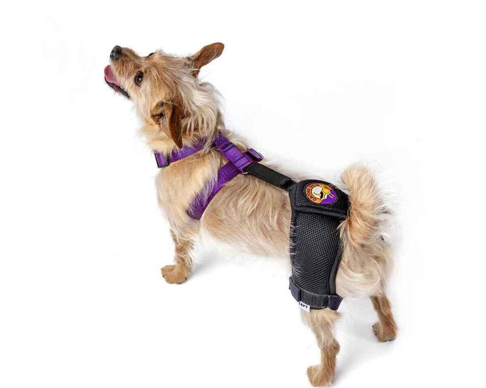 Dog Hip Brace - Hip Hound Brace for Canine Comfort and Support – Ortho Dog