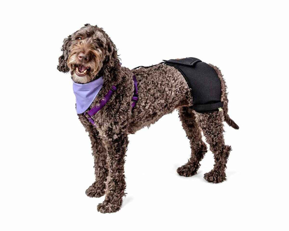 Dog Hip Brace - Hip Hound Brace for Canine Comfort and Support – Ortho Dog