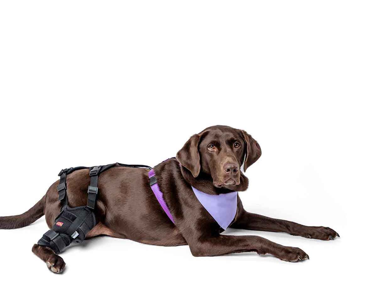 Dog Knee Brace: Ortho Dog Cruciate Care Knee Brace