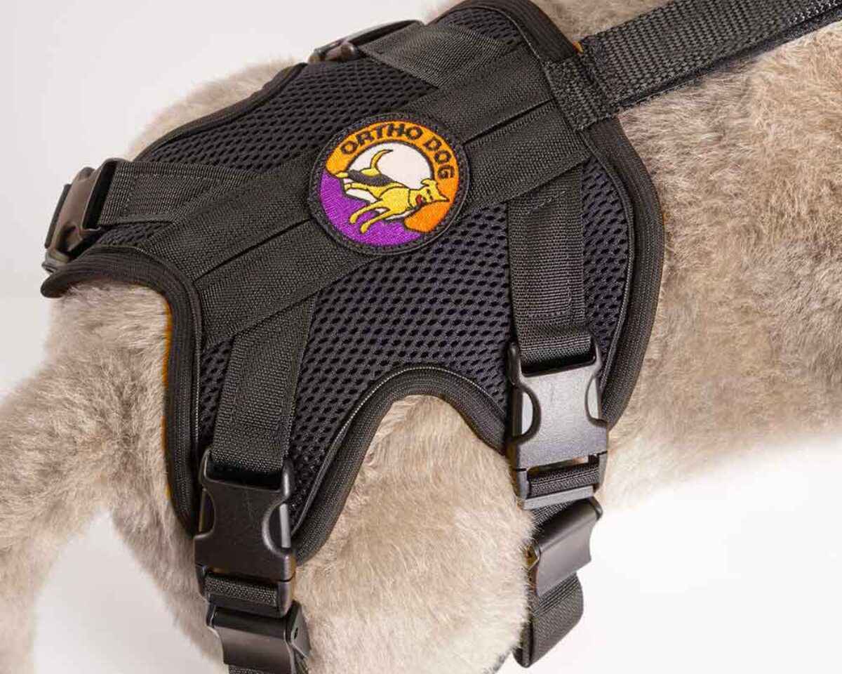 Dog Knee Brace: Ortho Dog Cruciate Care Knee Brace