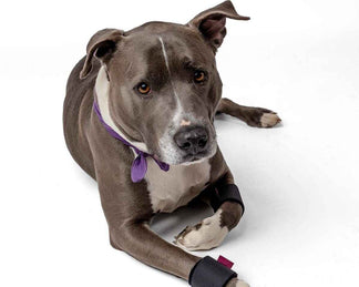 Wrist Wrap for Dogs: Enhanced Support and Comfort – Ortho Dog