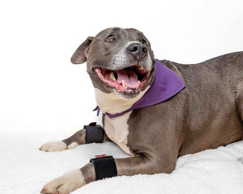 Wrist Wrap for Dogs: Enhanced Support and Comfort – Ortho Dog