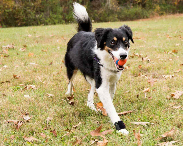 Wrist Wrap for Dogs: Enhanced Support and Comfort – Ortho Dog