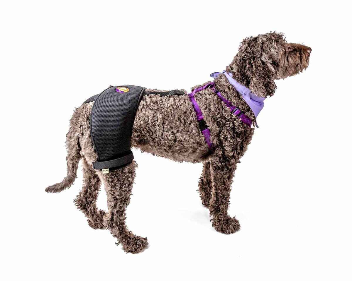 Dog Hip Brace - Hip Hound Brace for Canine Comfort and Support – Ortho Dog
