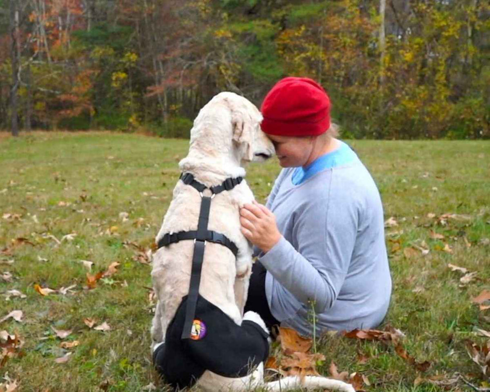 Dog Hip Brace - Hip Hound Brace for Canine Comfort and Support – Ortho Dog
